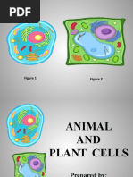 Plant & Animal Cell | PDF