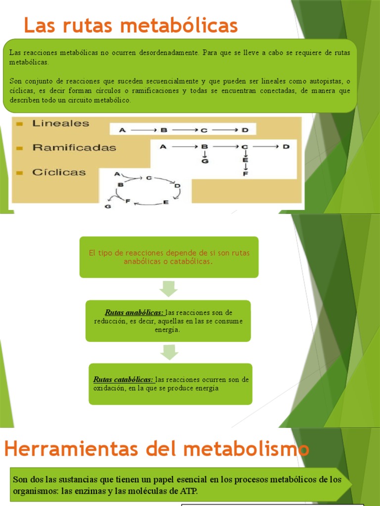 Tema 4 Rutas Metabolicas - Carbohidratos-Lipidos-Proteinas | PDF | Metabolismo | Química