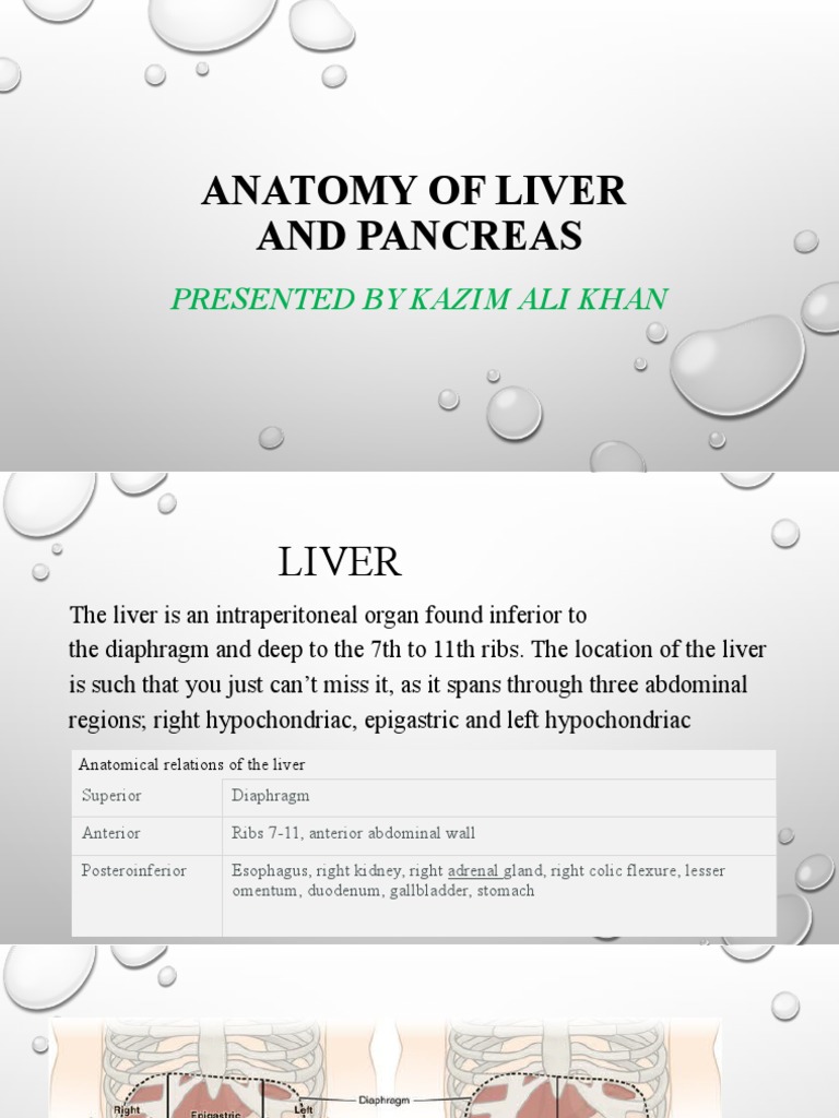 Anatomy of Liver and Pancreas by Kazim Ali | PDF | Pancreas | Liver