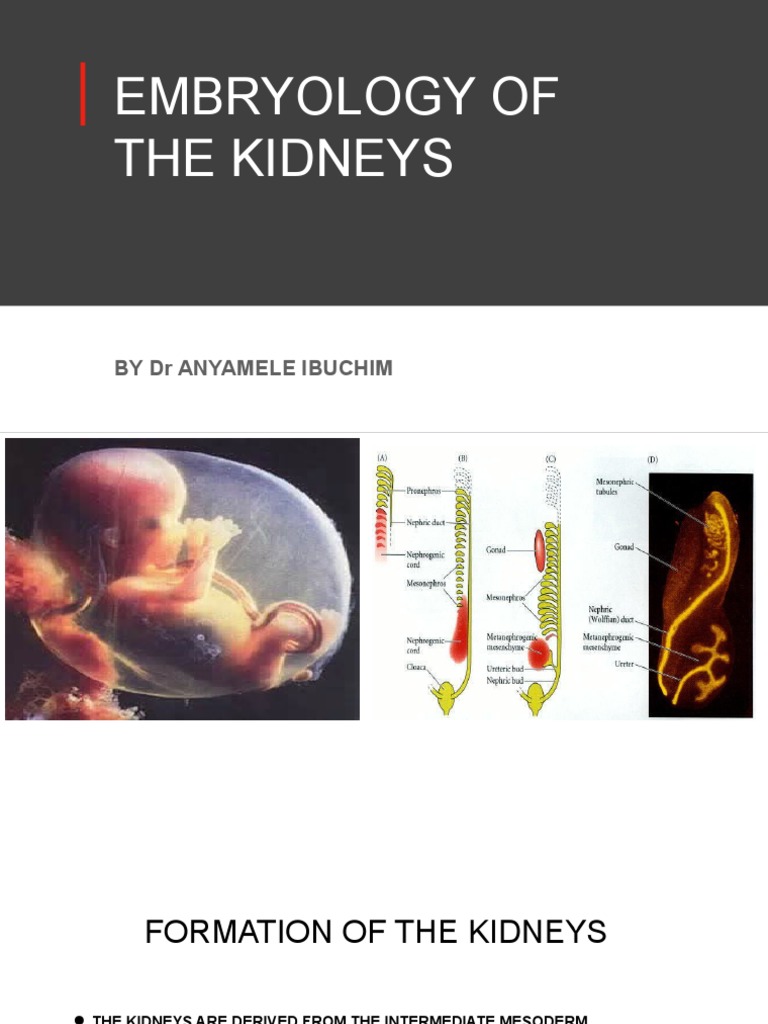 Embryology of The Kidneys | PDF | Kidney | Human Anatomy