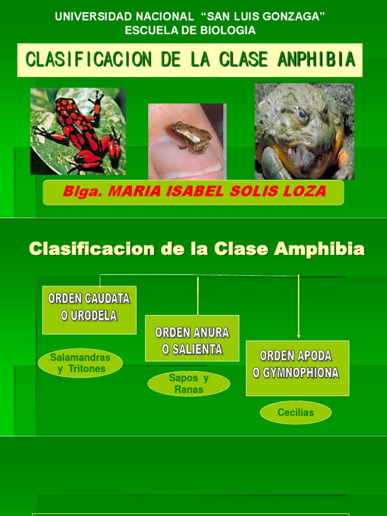Clasificaciondela Clase Amphibia | PDF | Rana | Organismos anfibios