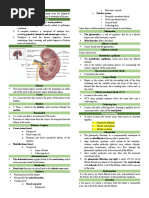 Pig Kidney Dissection | PDF | Kidney | Urinary System