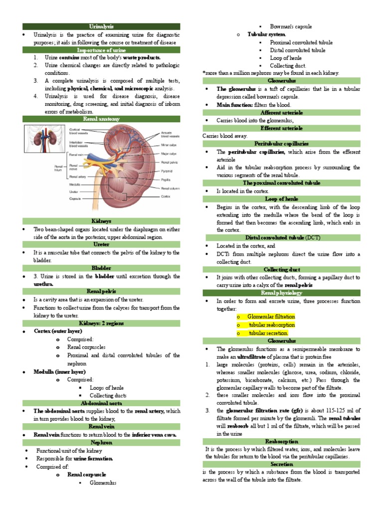 Renal Function and Related Diseases | PDF | Kidney | Abdomen