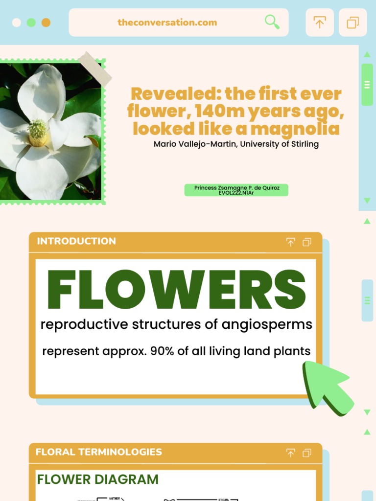 Revealed The First Ever Flower, 140 M Years Ago, Looked Like A Magnolia ...