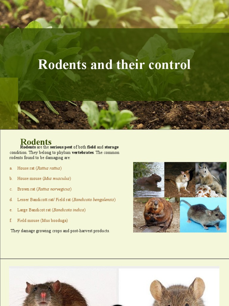 Rodents and Their Control | PDF | Rodent | Rat