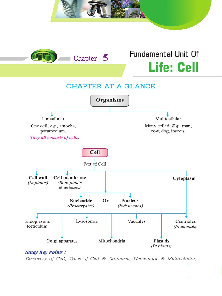 Chapter at A Glance: Study Key Points | PDF | Cell (Biology) | Cell ...