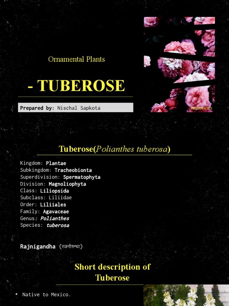 Tuberose: Ornamental Plants | PDF | Plants | Horticulture