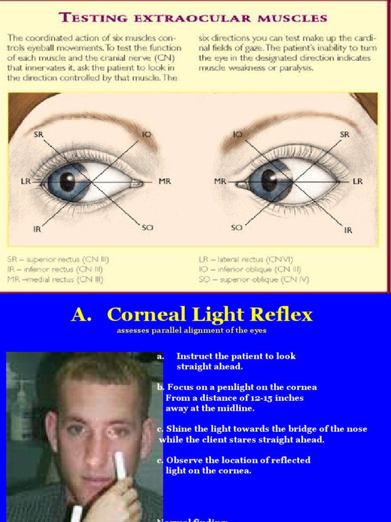 Extraocular Muscle Function | PDF | Vision | Diseases And Disorders