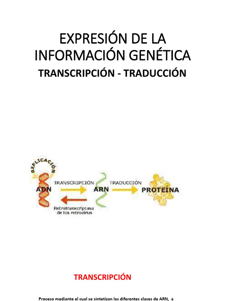 Transcripción y Traducción del ARN | PDF | Rna | Adn