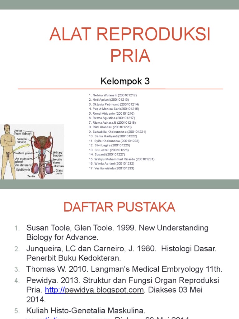 Alat-Reproduksi Pria | PDF
