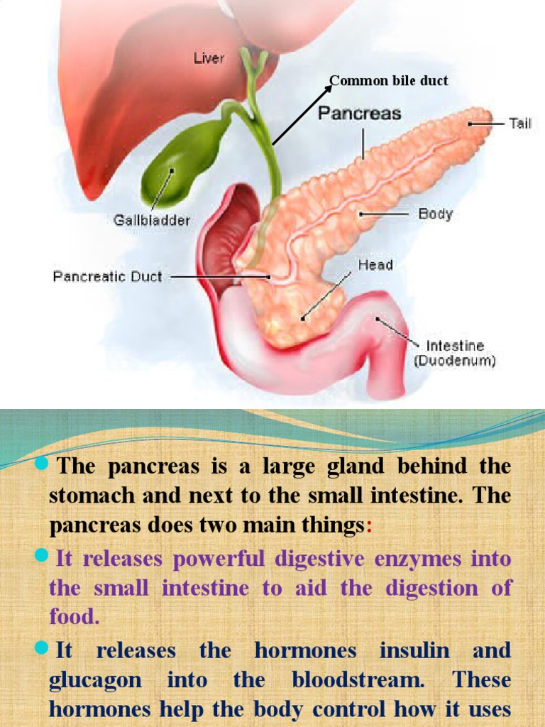 Common Bile Duct | PDF | Pancreas | Medical Specialties