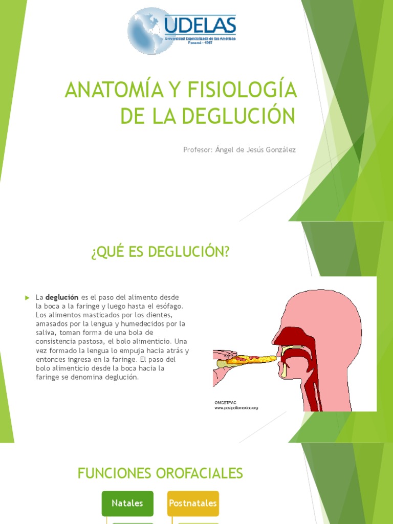 Anatomía y Fisiología de La Deglución | PDF | Reflejos | Anatomía humana