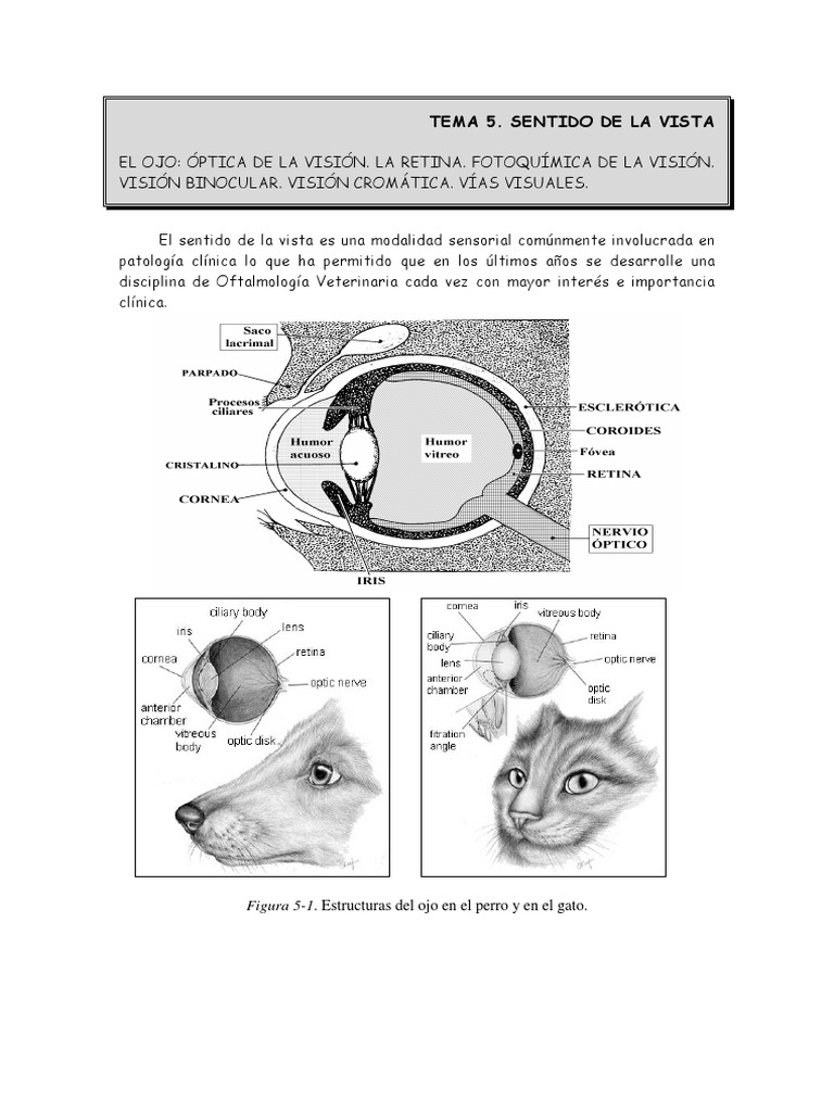 Vista | PDF | Percepción visual | Ojo humano
