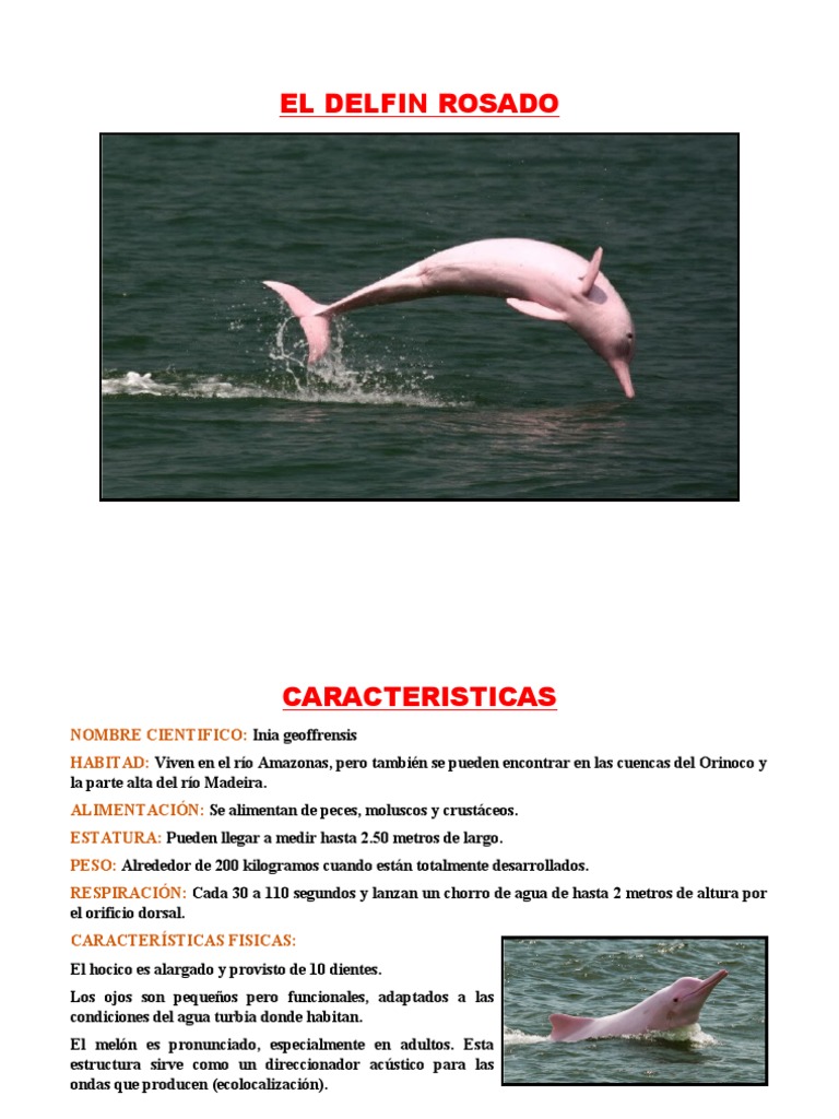 El Delfin Rosado | PDF