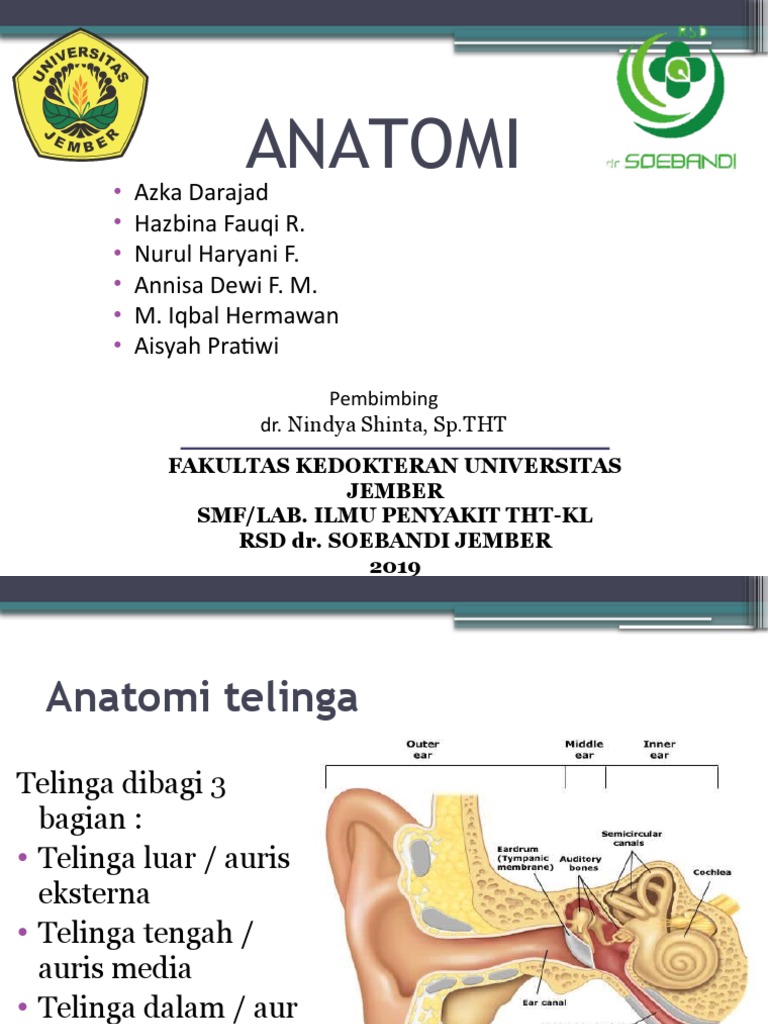 Anatomi THT | PDF