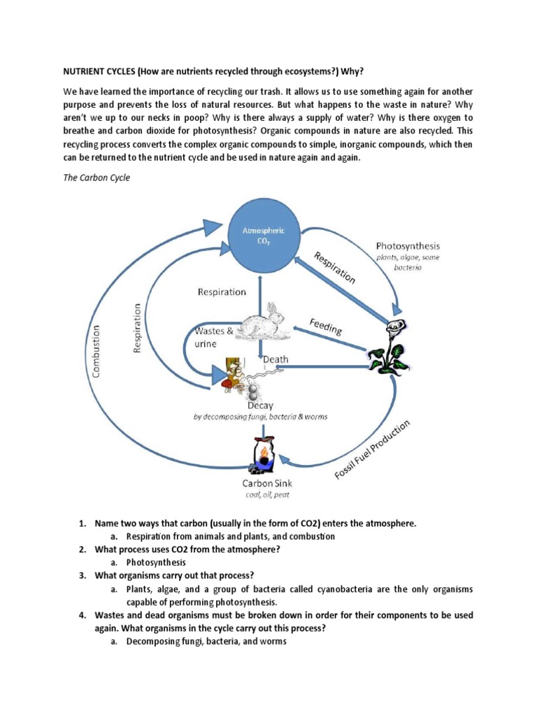 Nitrogen and Carbon Cycle | PDF | Carbon Dioxide | Carbon Dioxide In ...