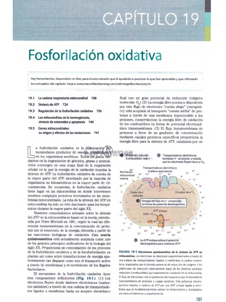 FOSFORILACION OXIDATIVA Lenninger | PDF | Trifosfato de adenosina | Cadena de transporte de ...