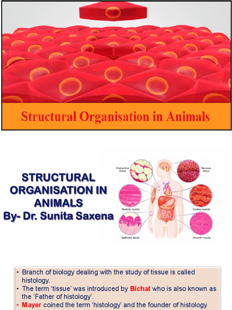 Structural Organisation in Animals | PDF | Epithelium | Bone