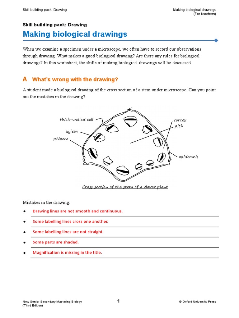 Biological Drawing Skills | PDF | Plant Stem | Leaf