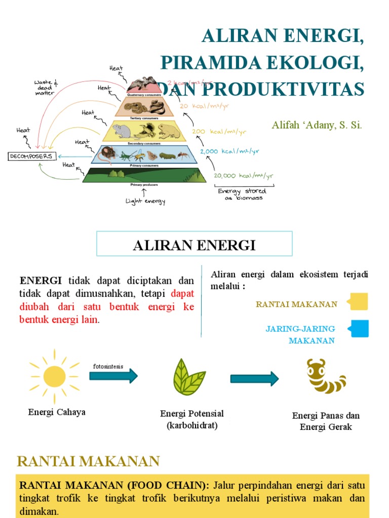 PIRAMIDA ENERGI DAN PRODUKTIVITAS | PDF