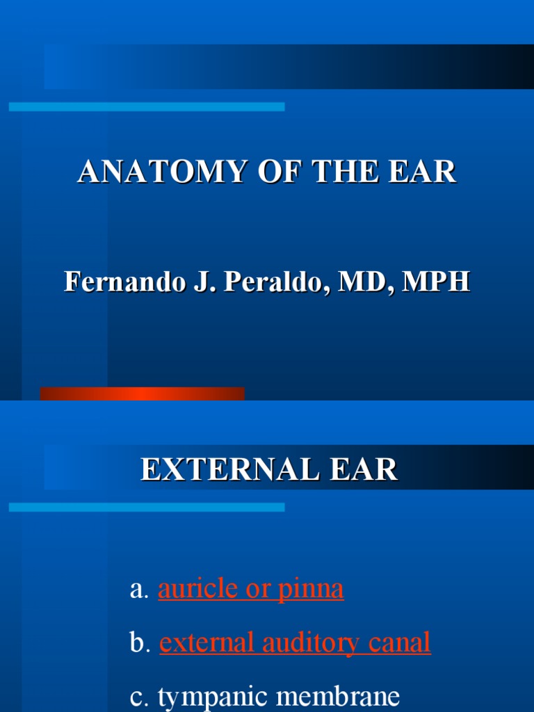 Anatomy of The Ear | PDF | Ear | Human Head And Neck
