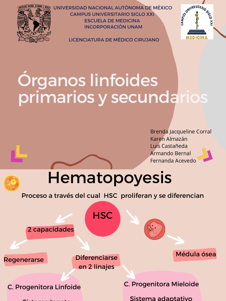 Organos Linfoides Primarios y Secundarios | PDF | Linfocitos | Ganglio ...