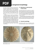 Sea Urchin Anatomy and Parts Guide | PDF | Anatomy | Zoology