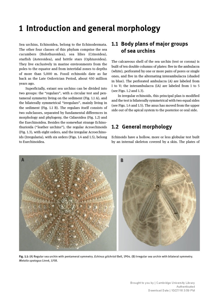 Echinoidea Introduction-And-General-Morphology-2015 | PDF | Zoology ...