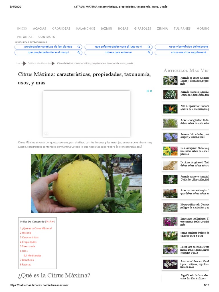 Beneficios del Pomelo Citrus Maxima | PDF | Agrios | Pomelo