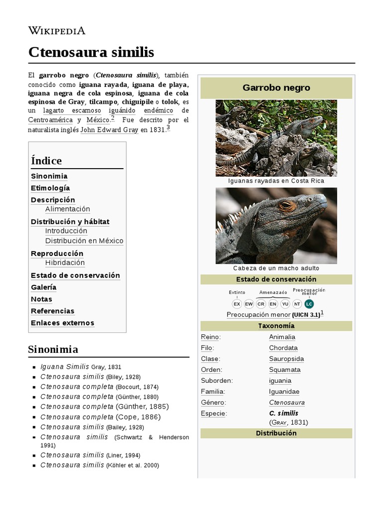 Ctenosaura Similis | PDF
