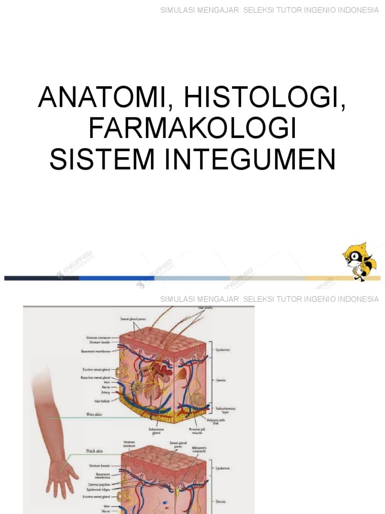 Anatomi, Histologi, Farmakologi Sistem Integumen | PDF | Kesehatan Holistik