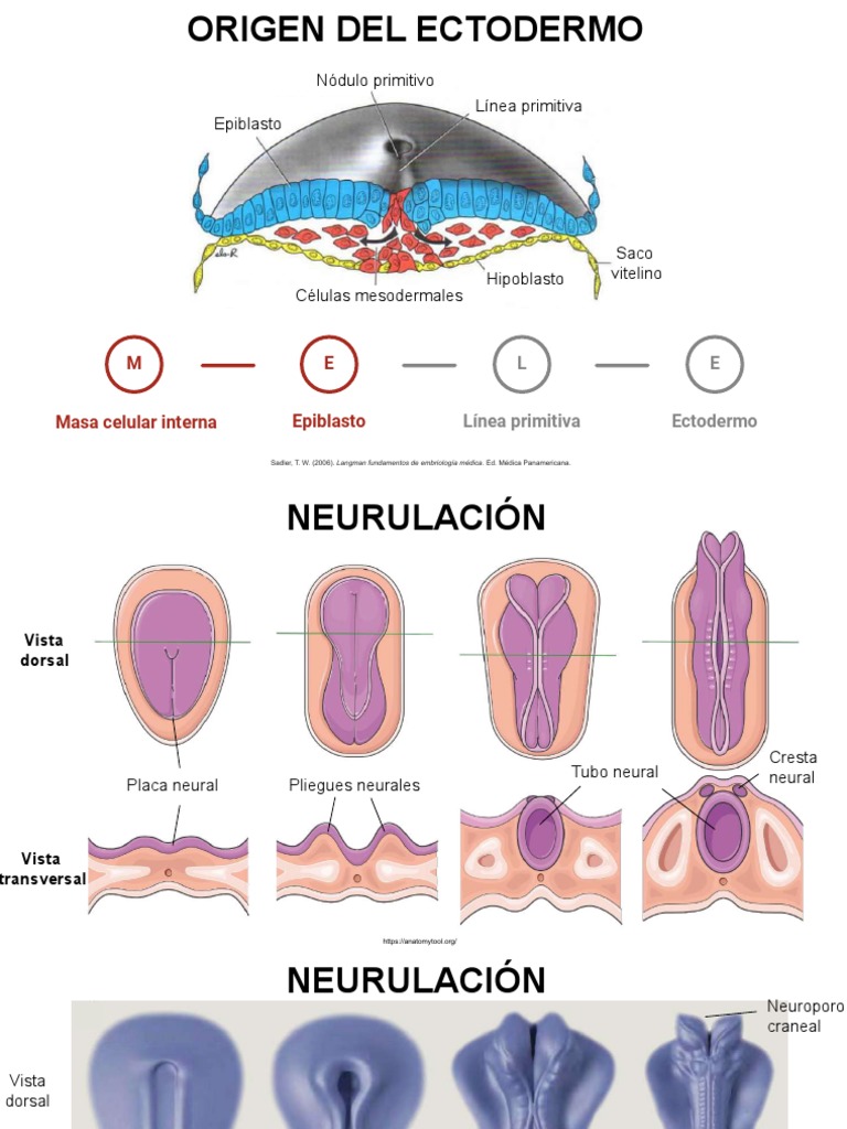Derivados Ectodermales | PDF | Tejido (biología) | Reproducción