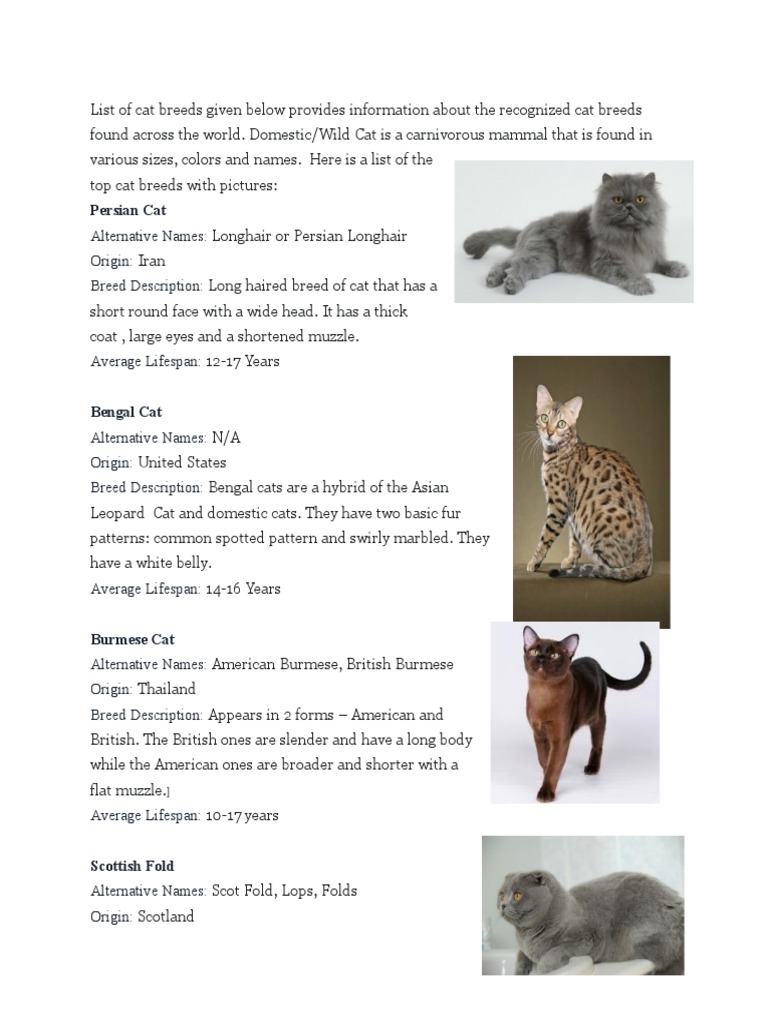 Persian Cat: Alternative Names: Origin: Breed Description | PDF | Cats ...