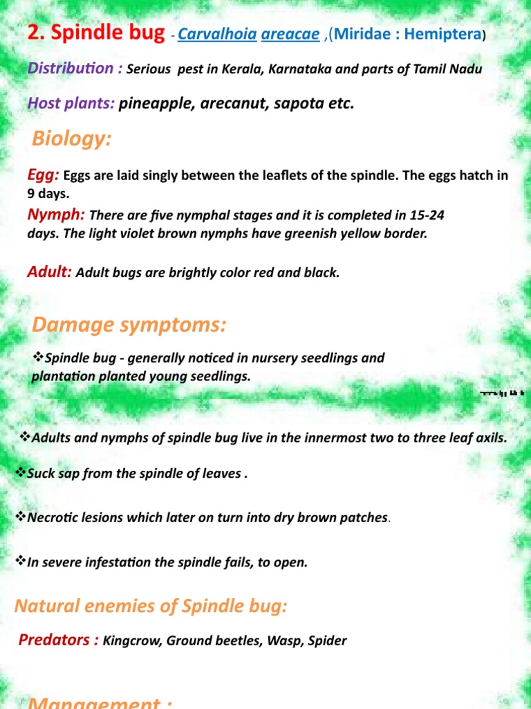 Spindle Bug: Biology | PDF | Beetle | Pupa