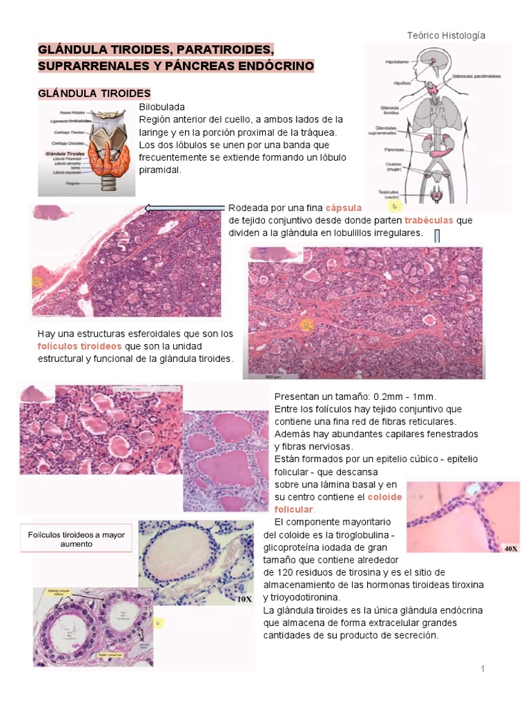 Glándula Tiroides, Paratiroides, Suprarrenales y Páncreas Endócrino | PDF | Tiroides | Hormona ...