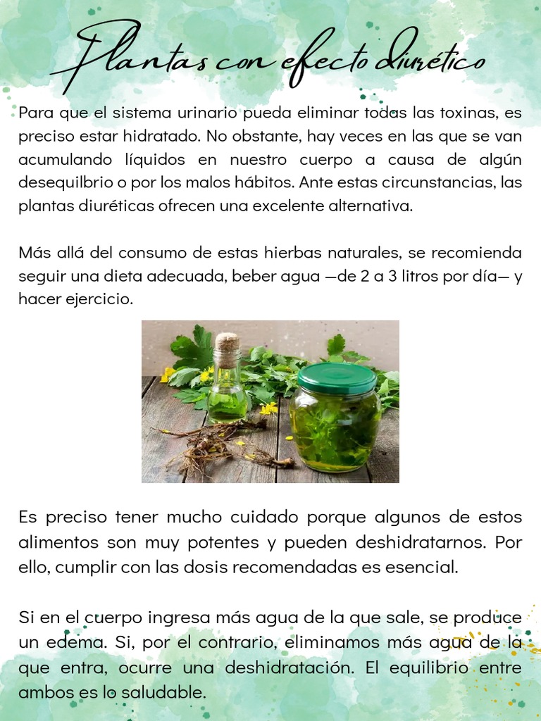 Plantas Diuréticas Efectivas y Seguras | PDF | Salud y bienestar