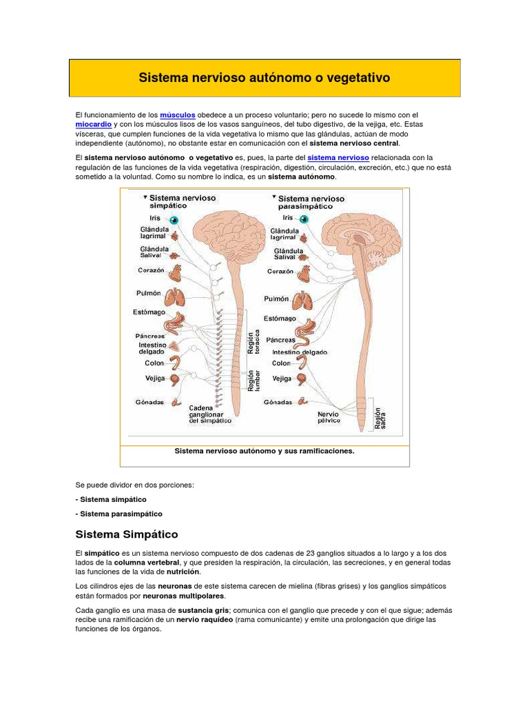 Sistema Nervioso Autónomo: Funciones y Estructura | PDF | Neurona ...