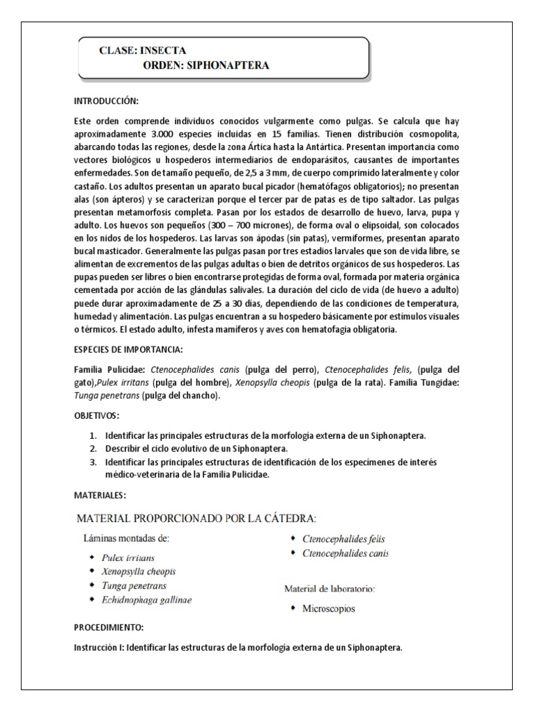 Tunga Penetrans (Pulga Del Chancho) | Descargar gratis PDF | Organismos ...