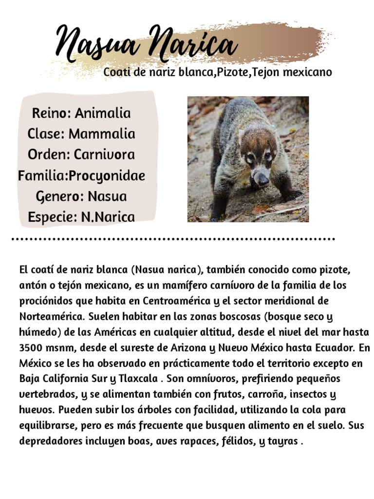 Nasua Narica: Reino: Animalia Clase: Mammalia Orden: Carnivora Familia ...