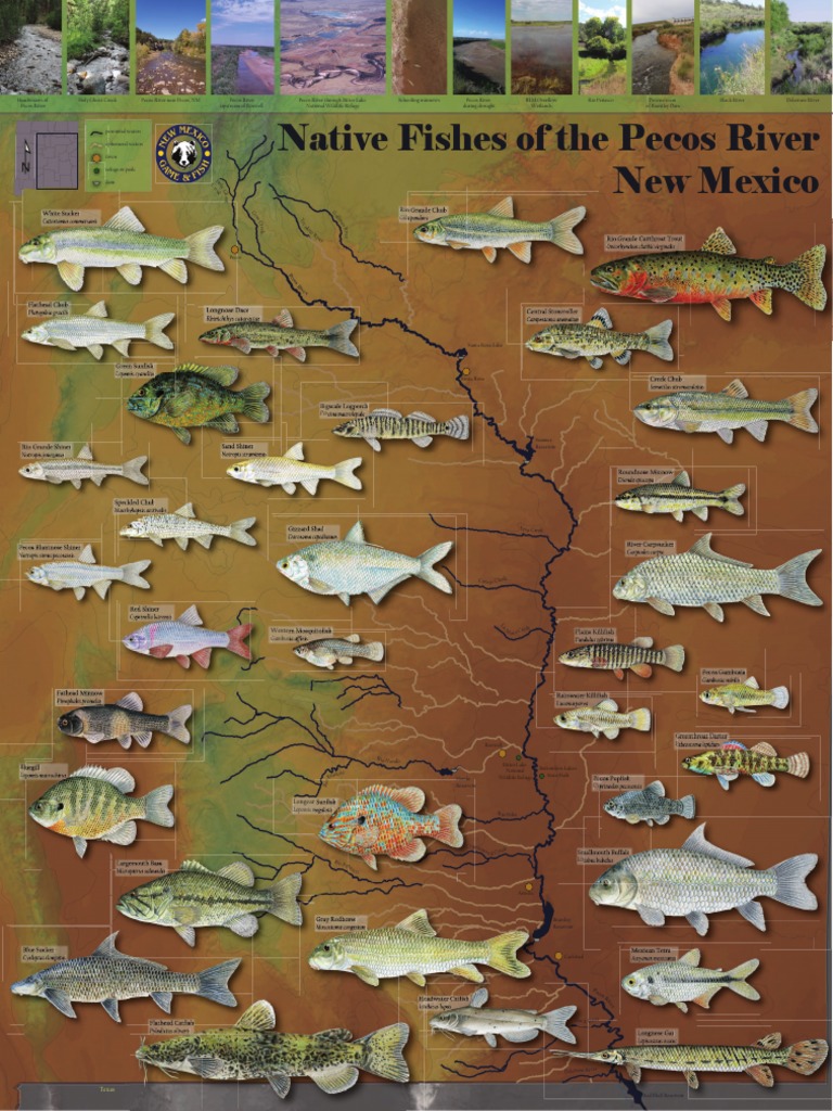 Pecos River Native New Mexico Fish Poster | PDF | River | Water