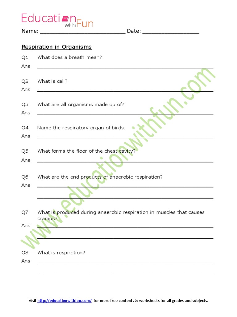 Respiration in Organisms Worksheet 2 | PDF | Respiratory System | Breathing