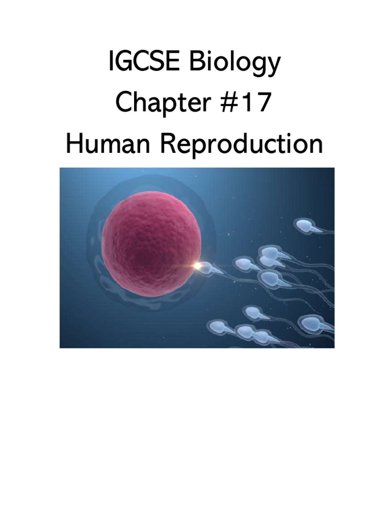 IGCSE Biology Chapter #17 Human Reproduction | PDF | Menstrual Cycle ...