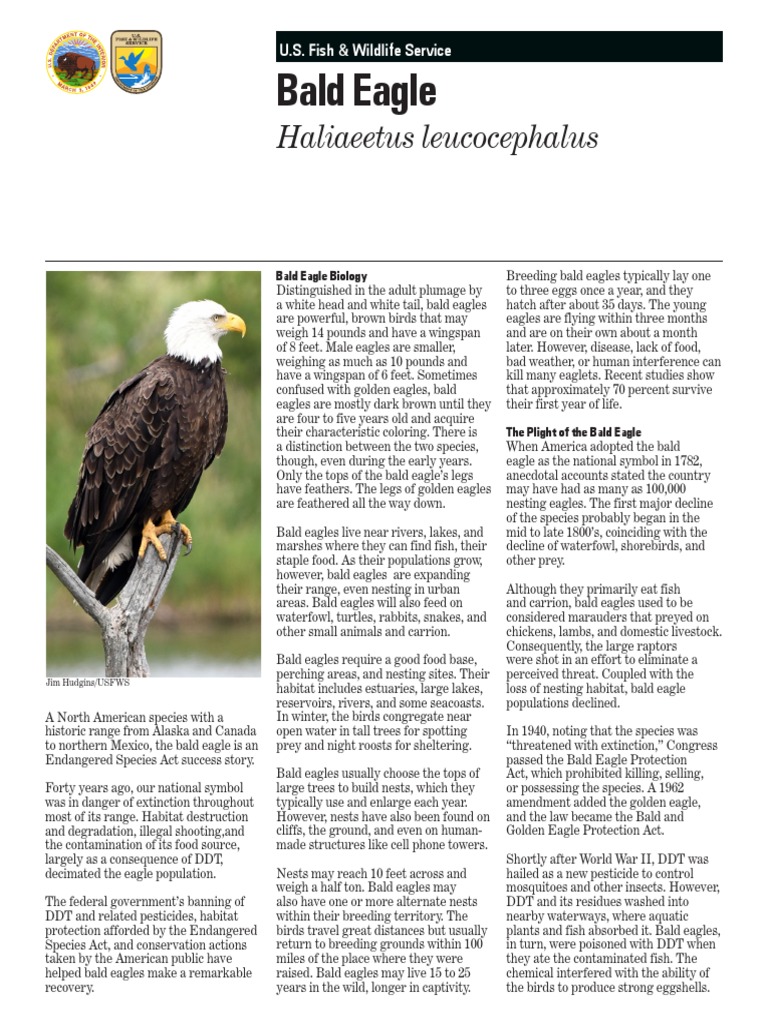 Bald Eagle Recovery and Biology Facts | PDF | Bald Eagle | Ddt