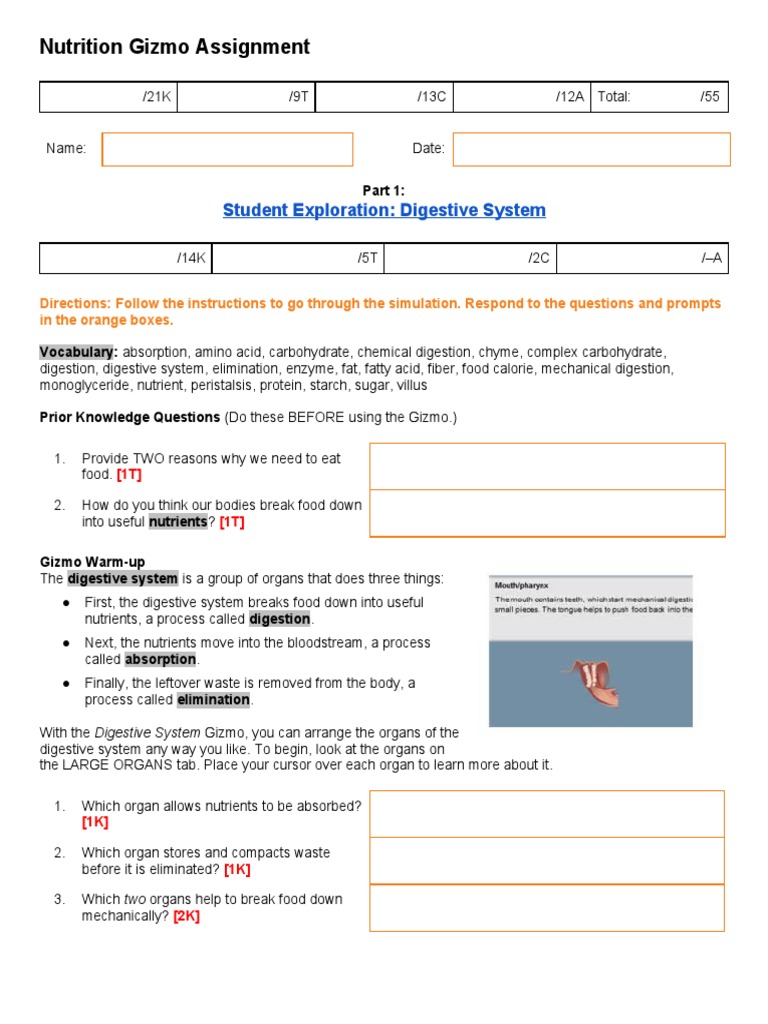 Gizmo #3 - Nutrition (Worksheet) | PDF | Human Digestive System | Digestion