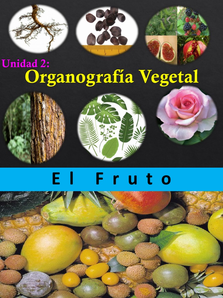 El Fruto | PDF