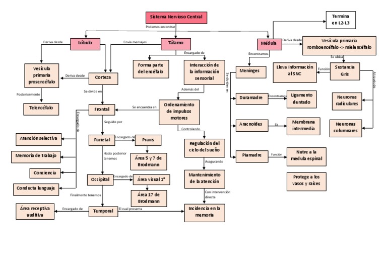 Mapa SNC | PDF | Sistema nervioso central | Neurociencia