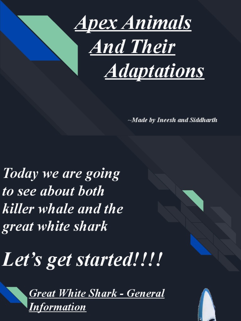 Apex Water Predators Real 28.07.2021 | PDF | Killer Whale | Whales