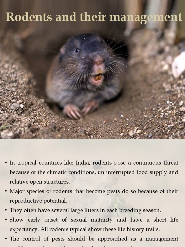 Rodents, Damage in Specific Crop and Their Management | PDF | Rodent | Rat