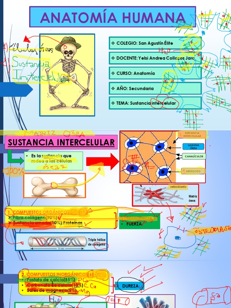 5.sustancia Intercelular Composición 2do Año | PDF
