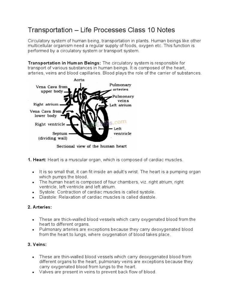 Transportation - Life Processes Class 10 Notes: Transportation in Human ...